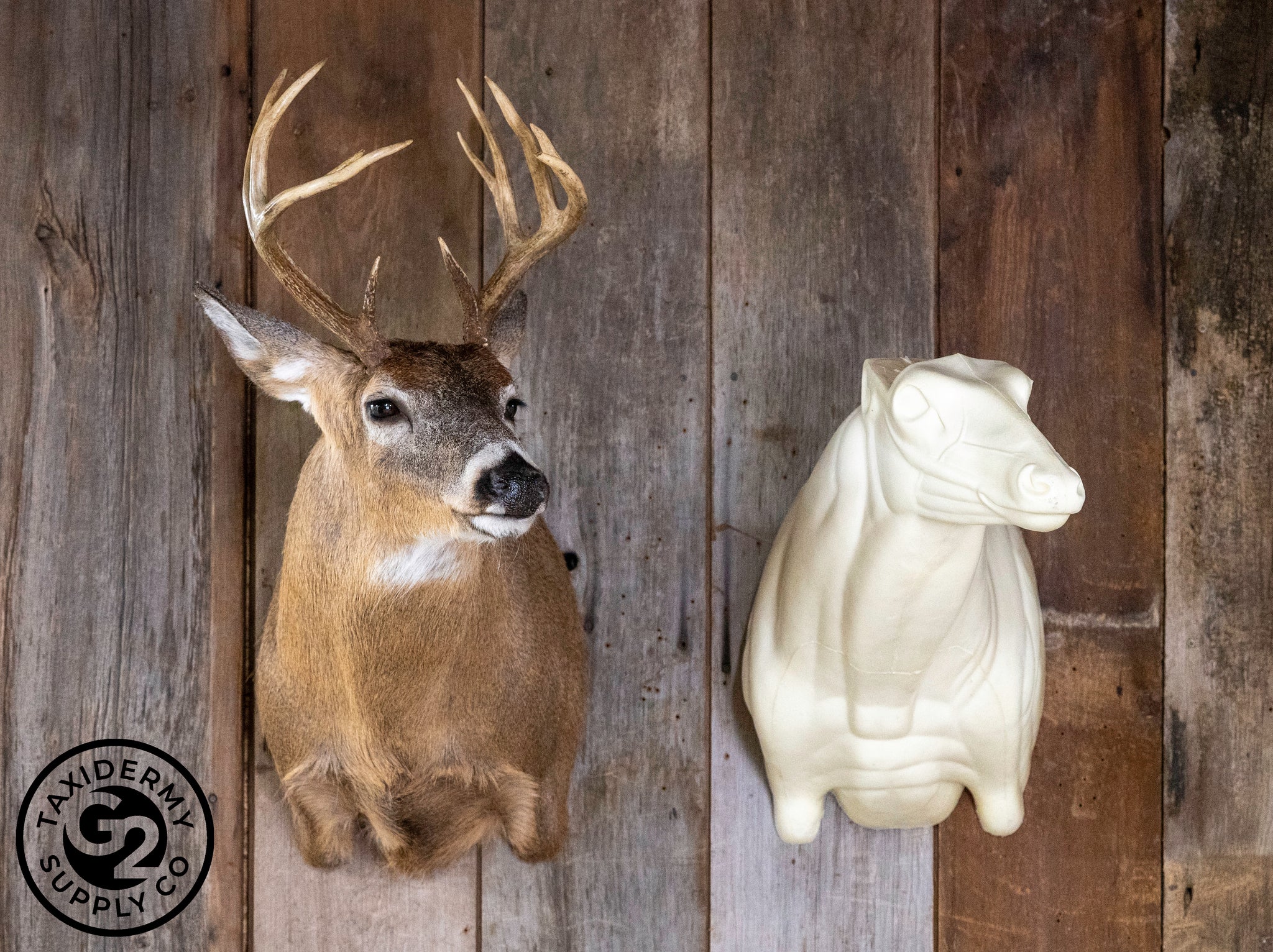 Semi Sneak Whitetail Forms- G2 Taxidermy Supply – G2 Taxidermy Supply