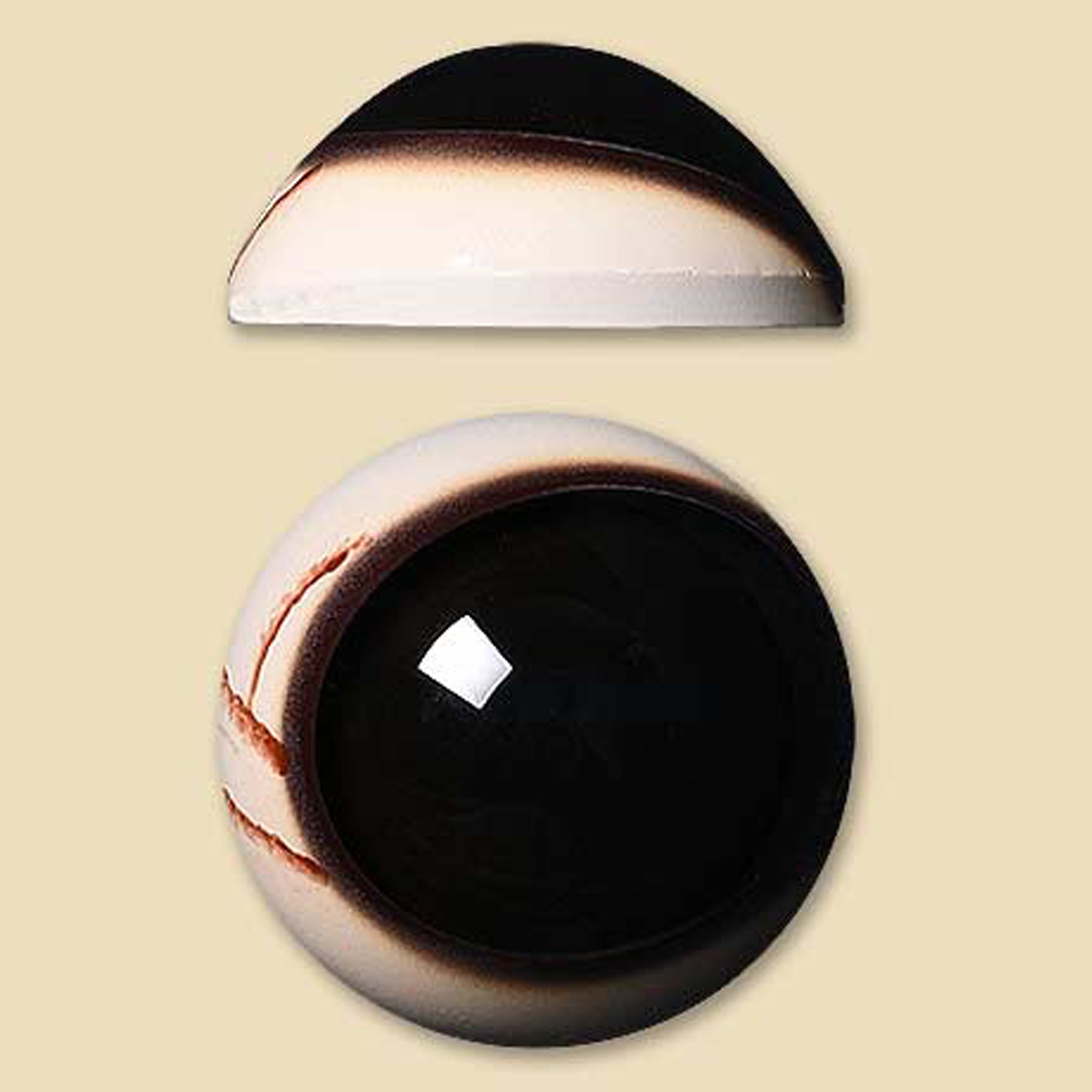 Payer Whitetail Deer Eyes - G2 Taxidermy Supply – G2 Taxidermy Supply