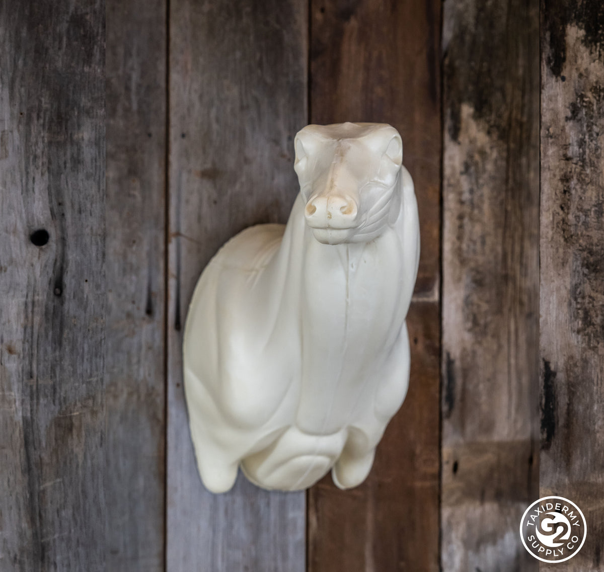 Semi Upright Whitetail Deer Forms - McCredie Series – G2 Taxidermy Supply